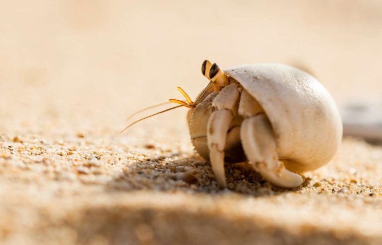 Human Design Lines Explained: Unlock The 1-6 Secrets Here!